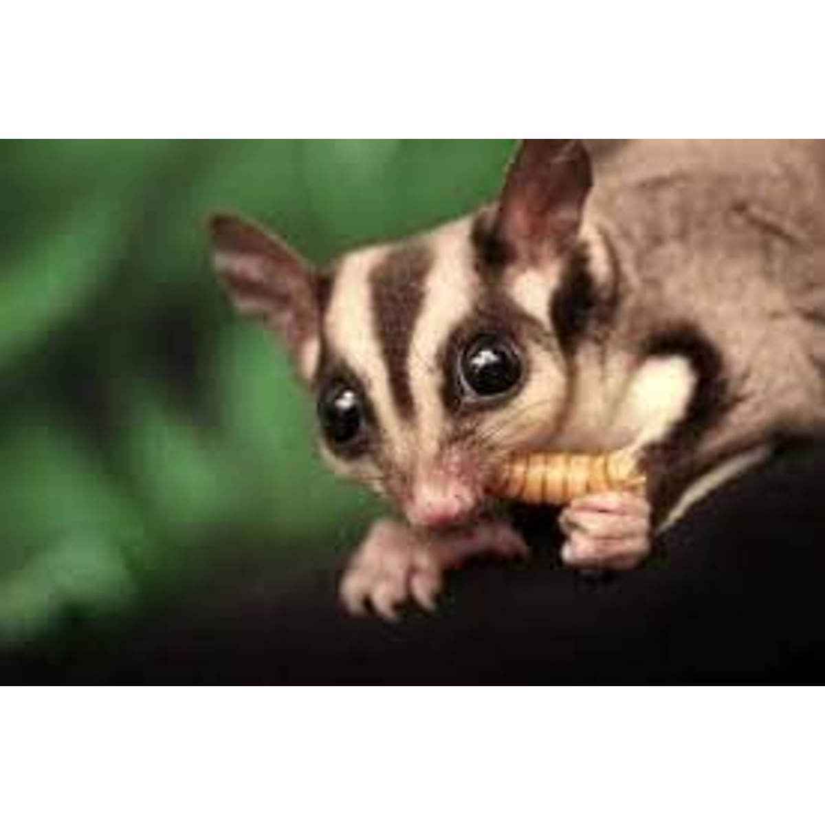 The Mad Jungle TM 125 Live Large 1 1/2 to 2 inch Superworms Live Arrival Guaranteed