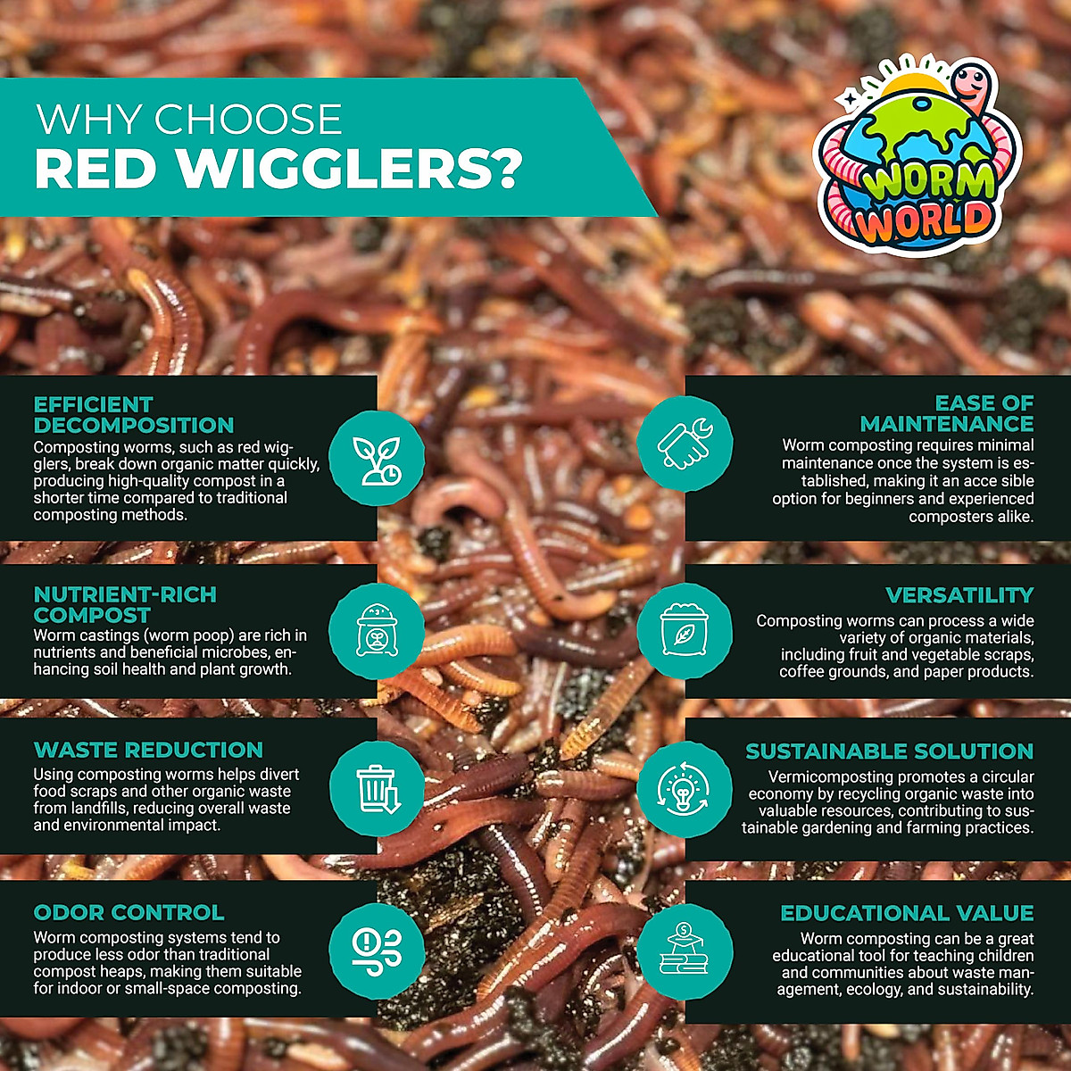 Live RED WIGGLERS Worms, Compost Worms, Composting Bins, Red Wiggler (100 Worms)