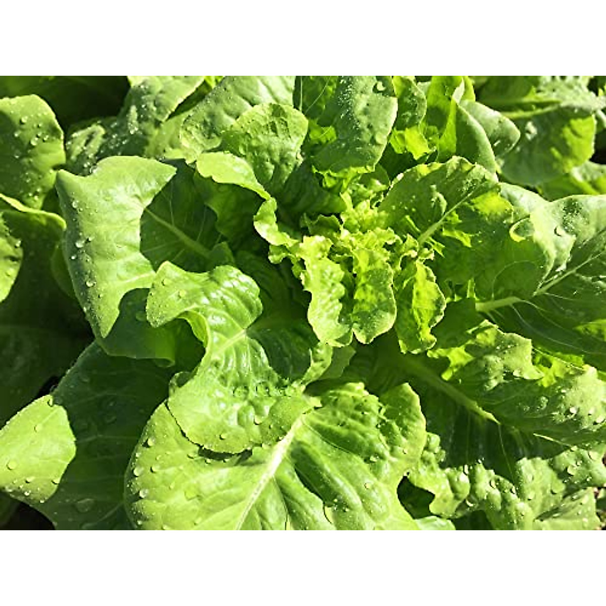 Buttercrunch Butterhead Lettuce Seeds for Planting, 1000 Heirloom Seeds Per Packet, (Isla's Garden Seeds), Non GMO Seeds, Botanical Name: Lactuca Sativa, Great Home Garden Gift