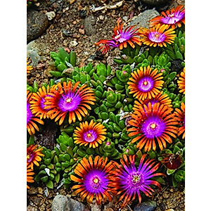 Perennial Farm Marketplace Delosperma 'Fire Spinner' (Ice Plant) Groundcover, 1 Quart, Bright Orange Petals with Purplish-Pink Centers