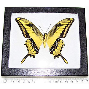 BicBugs Papilio thoas King Verso Yellow Black Butterfly Peru Framed
