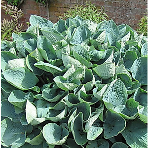 Votaniki Big Daddy Hosta Root Rhizome - Perennials, Hardy, Low-Maintenance Plant with Striking Foliage - Large, Fast-Growing Hosta Root Rhizome for Shade Gardens, Easy to Grow (8 Pack)