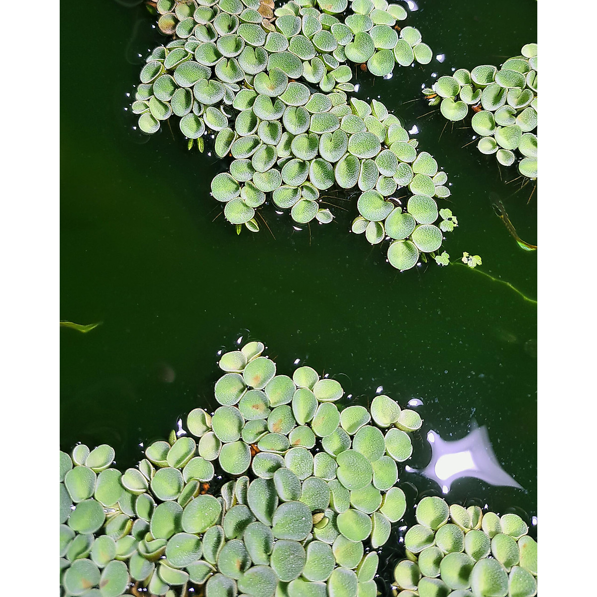 50+ Leaves Asian Watermoss (Salvinia cucullata) Live Aquarium Plant - Floating Aquatic Plant for Natural Fish Tank Decor and Oxygenation - Easy Care Aquatic Plants for Your Tank