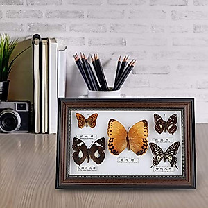 ZPSHYD Butterflies Insect Specimen Ornament, Butterflies Specimen Craft Gift Butterflies Insect Art Specimen for Home Decorate Ornament(Black)