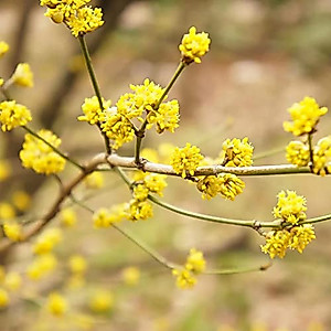 Spicebush Seeds Benjaminbush, Lindera Benzoin Low Maintenance Fragrant Fruit & Berries Attracts Birds & Butterflies GMO Free Bed Border Pond Stream Outdoor 10Pcs Shrub Seeds by YEGAOL Garden