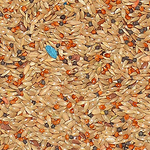 Volkman Avian Science Super Canary Bird Seed 4 Lb