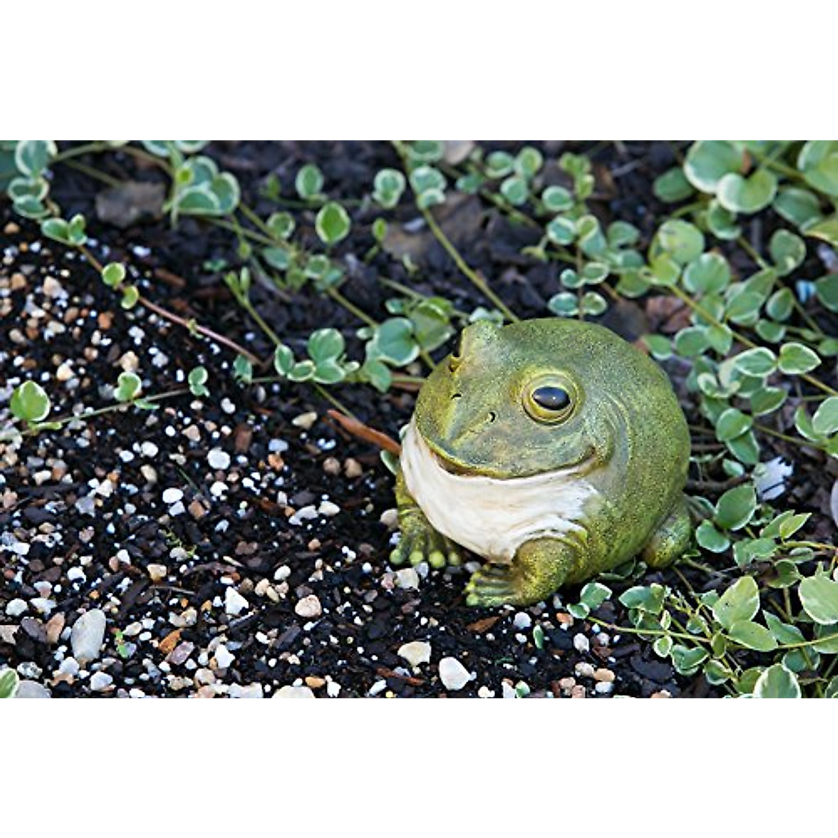 Evergreen Cute Portly Frog Outdoor Statue and Secret Key Holder | Weatherproof and Outdoor Safe | Garden Sculpture | Porch Garage or Patio Home Decor | 6 Inches Tall