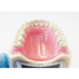 Dental Teaching Study Typodont Model 200 Style Kilgore Nissin Removable Teeth