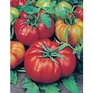 Tomato, Beefsteak, Heirloom, 25+ Seeds, Great Sliced Tomato, Delicious