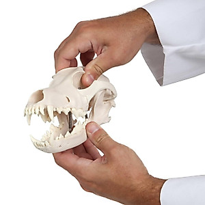 Medical Anatomical Canine (Dog) Skull Model, Life Size