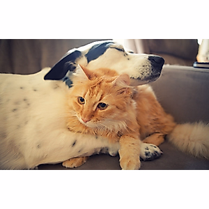 cat probiotics for Diarrhea - Pet Digestive Aid - Probiotics - for Dogs and Cats - Chewable - cat Digestive Supplements - 3 Bottle (180 Chews)