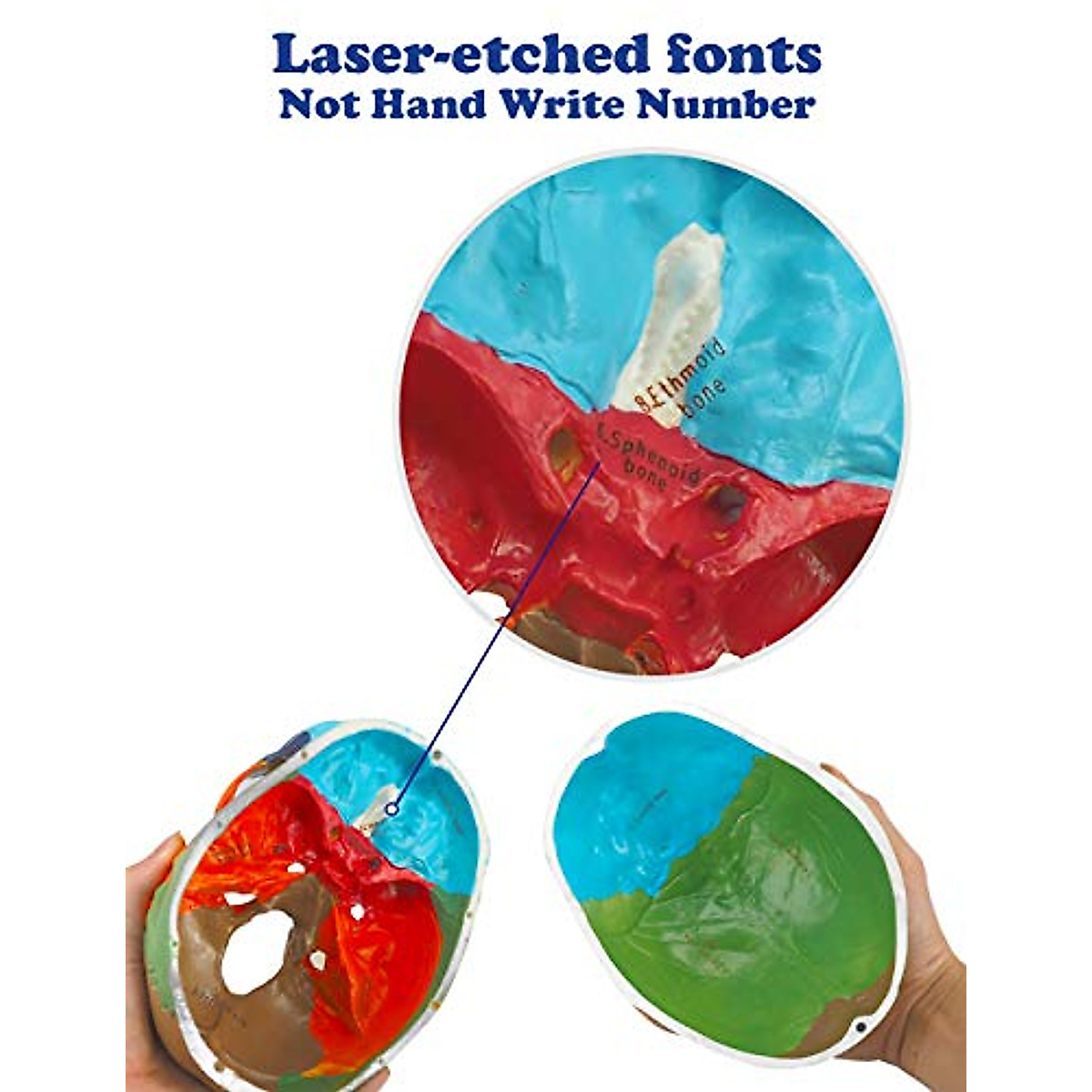 Upgraded Life Size Human Colored Head Skull Anatomical Model with Newest Laser-Etched Fonts and Skull Diagram Mouse Pad for Medical Student Human Anatomy Study Course Demonstration, Teaching