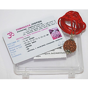 IndianStore4All 6 Mukhi Nepal Rudraksha Penadnt 100% Original Six Face Rudraksha