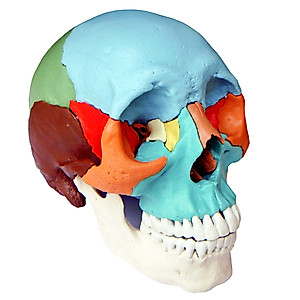 Human Medical Anatomical Adult Osteopathic Skull Model, 22-Part Didactic Colored