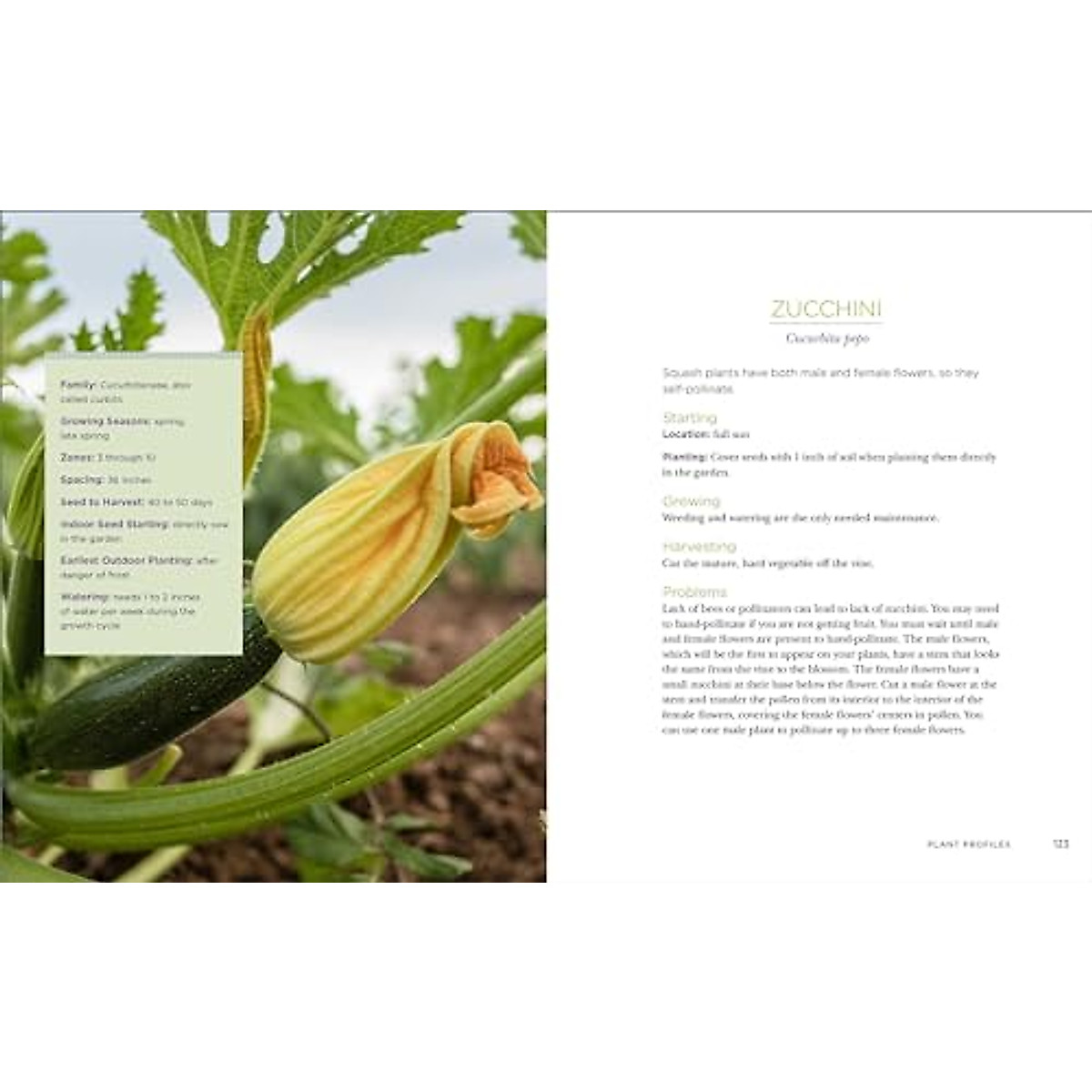 Raised-Bed Gardening for Beginners: Everything You Need to Know to Start and Sustain a Thriving Garden