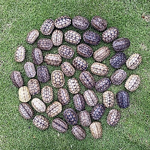 Unique Turtle Shell True Specimen Turtle Shell（ Reeves' Turtle） Taxidermy (1)