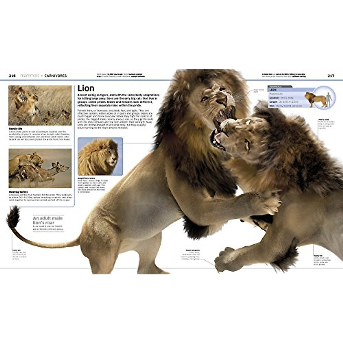 Animal! (DK Knowledge Encyclopedias)