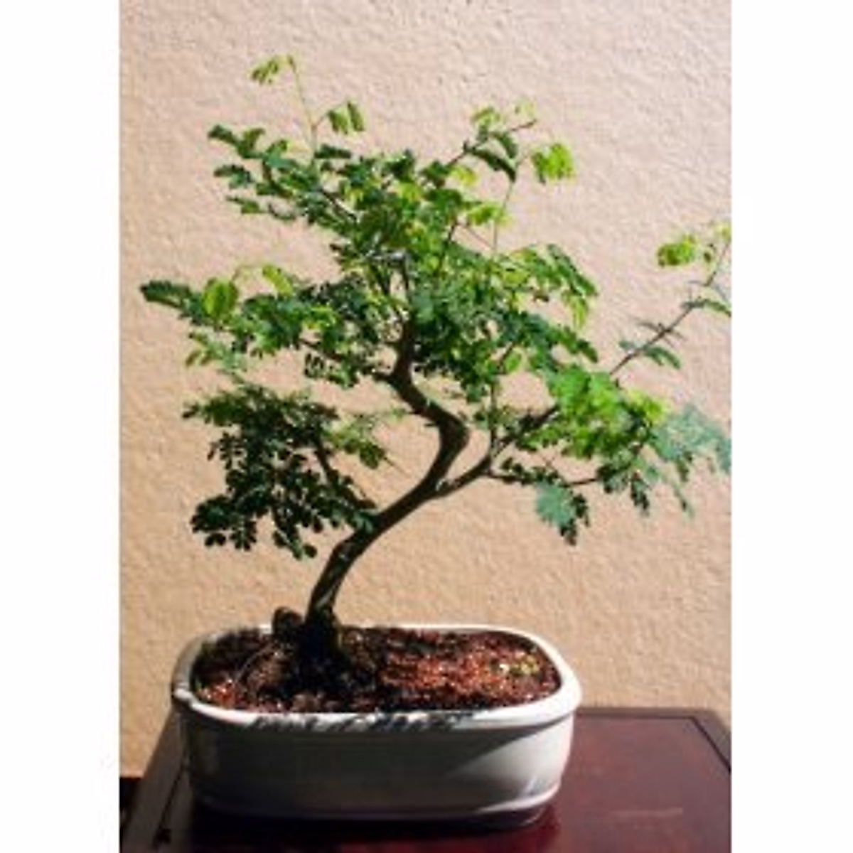 M&M BONSAI Brazilian RAINTREE