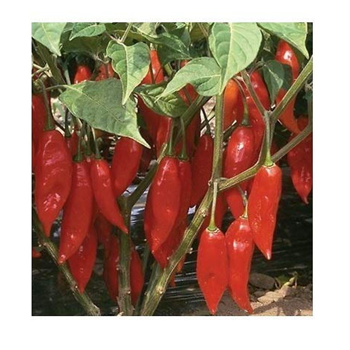 David's Garden Seeds Pepper Hot Habanero Paper Lantern 2342 (Red) 25 Non-GMO, Heirloom Seeds