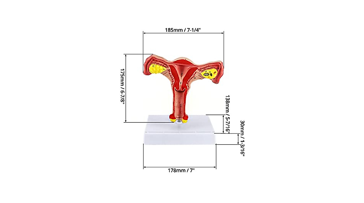 QWORK Human Female Uterus & Ovary Model for Teaching