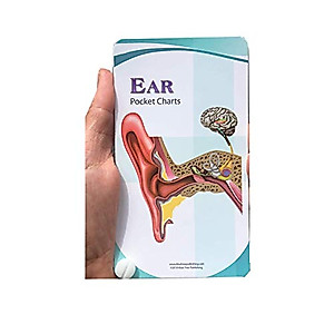 Blue Tree Publishing Ear Anatomy Pocket Charts