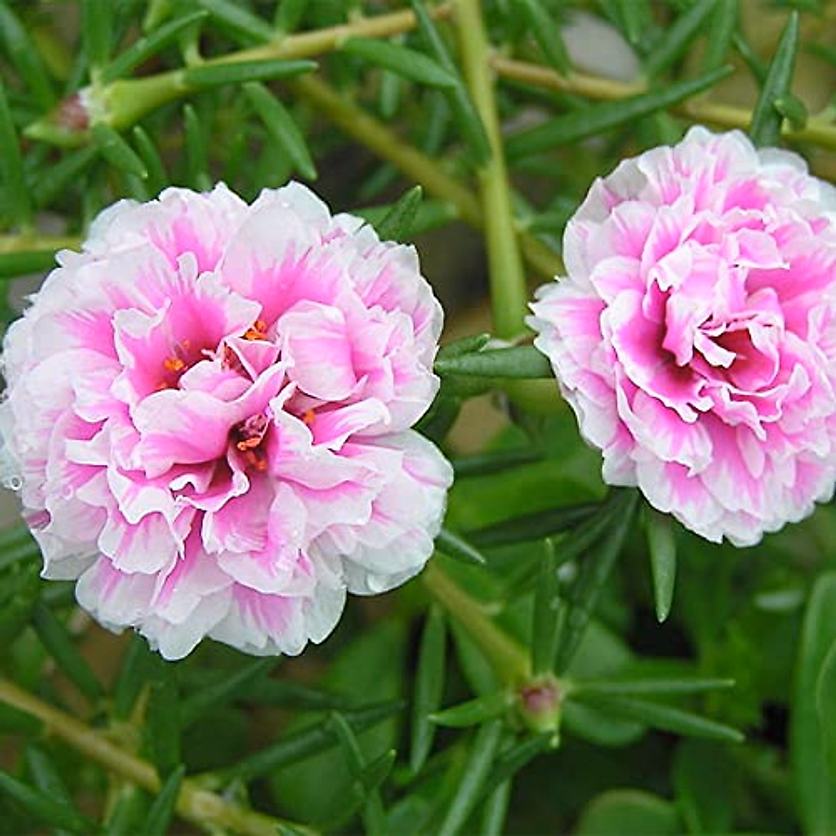 QAUZUY GARDEN Mixed Moss Rose Seeds 1000 Seeds ‘Portulaca Grandiflora’ Flowers for Bonsai Garden Balcony Heat Drought Tolerant Fast-Growing Ground Cover Low-Maintenance