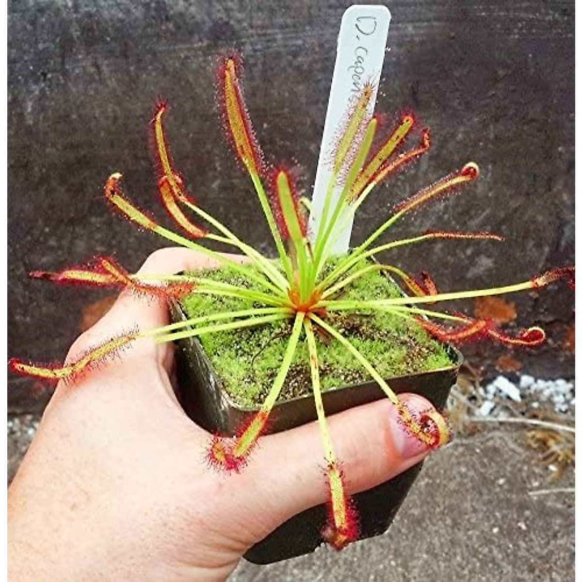 Cape Sundew - Drosera capensis - Carnivorous Plant 3" Pot