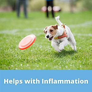 House of Healing Hemp Oil Calming Aid for Dogs & Cats :: 1,500mg 1oz :: Hemp Extract for Pets :: Rich in Omega 3,6,9 :: Supports Hip & Joint Health, Natural Relief for Pain, Separation and More