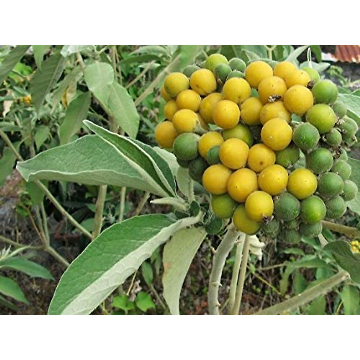 1203-Cocono (Solanum Topiro) Seeds by Robsrareandgiantseeds UPC0764425788560 Non-GMO,Organic,Historic Plants, Bonsai, Tropical Fruit,1203 Package of 5 Seeds