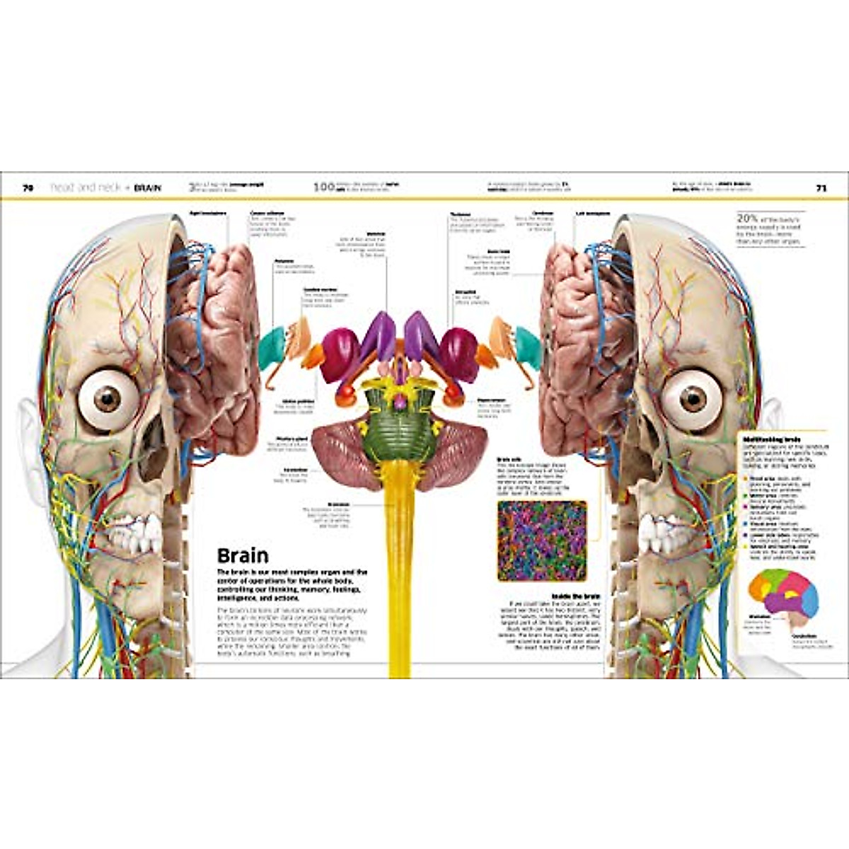 Knowledge Encyclopedia Human Body! (DK Knowledge Encyclopedias)