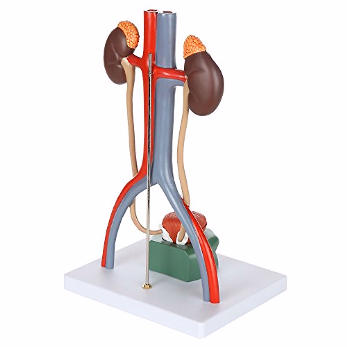 Axis Scientific Anatomy Model of Male Urinary System | Urinary System Model is 13.5 Inches Tall | Features Kidneys with Adrenal Glands, Ureters, and Bladder | Includes Product Manual