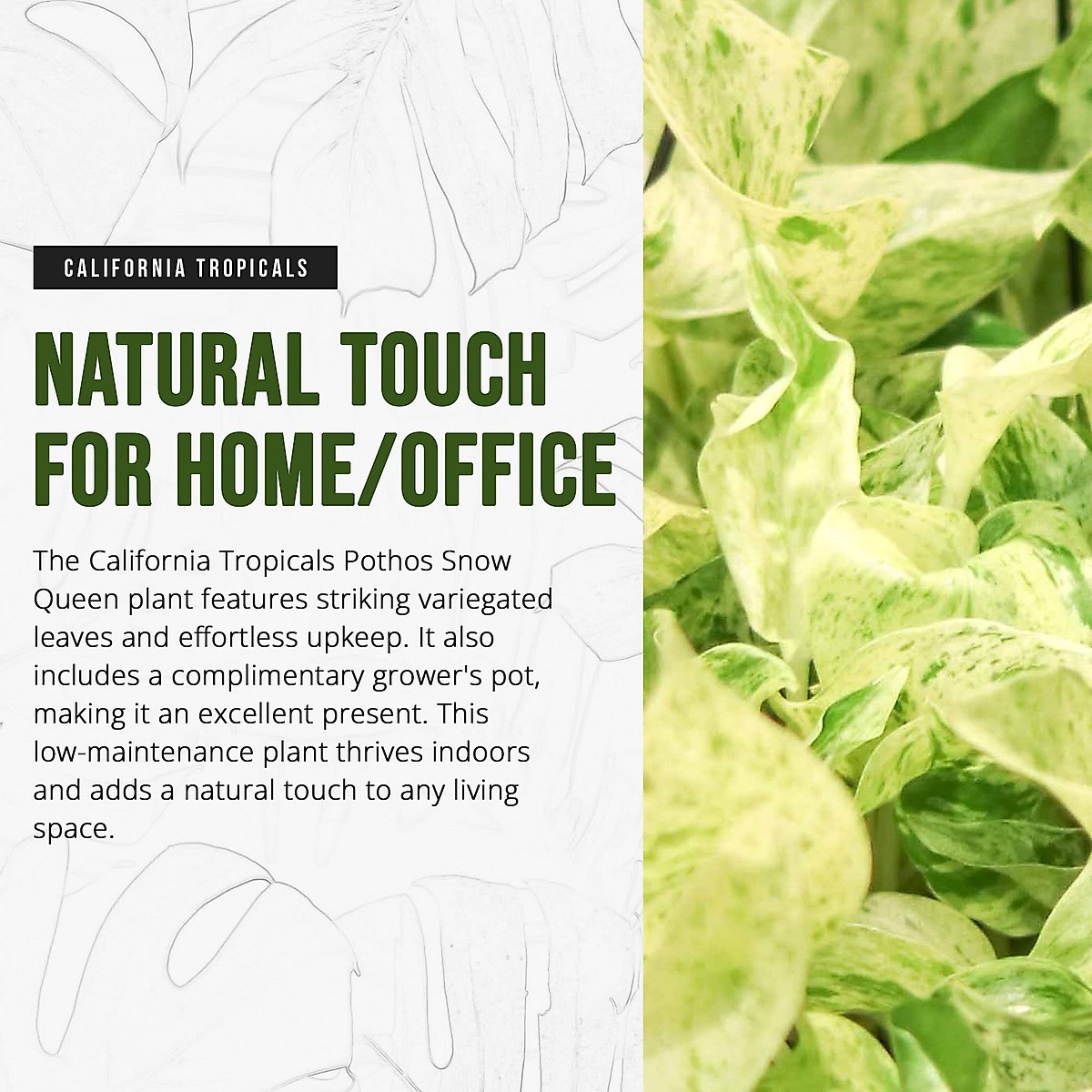 California Tropicals Pothos Snow Queen - 4" Live Plant - Variegated White and Green Leaves - Easy to Care for - Perfect for Indoor and Outdoor Home Decor, Office, and Gift - Pot Included