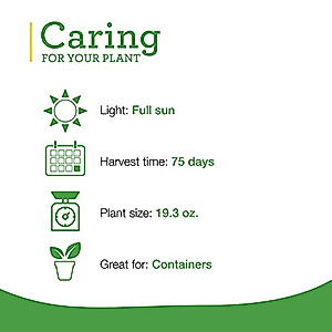 Bonnie Plants Green Bell Pepper Live Vegetable Plants - 4 Pack, Non-GMO, 2 - 3 Ft Plants, 4.5 x 4 Inch Pepper Size