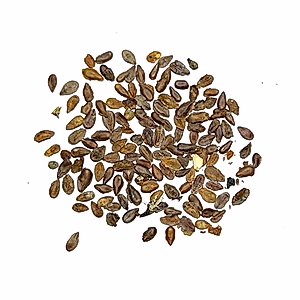 Seed Needs, Pink Swamp Milkweed Seeds for Planting (Asclepias incarnata) Heirloom, Open Pollinated & Untreated, Attracts Monarch Butterflies (2 Packs)