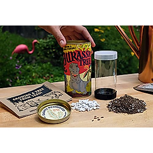 Jurassic Dawn Redwood | Tree Seed Grow Kit | The Jonsteen Company