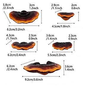 Generic Set of 5 Mushroom Shelf Wall Decor - Outdoor Wall Mounted Small Size Mushroom Rack for Reptile Shelf, Black, mgj-0324