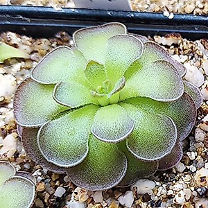 QAUZUY GARDEN 25 Rare Butterwort Plant Seeds Pings Pinguicula, Mexican Butterwort Carnivorous Plant Seeds - Exotic Succulent Plant for Patios Counters Succulent Baskets