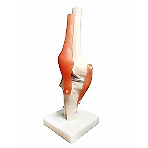 BoNew Life Size Knee Joint Anatomical Model Skeleton - Human Medical Anatomy