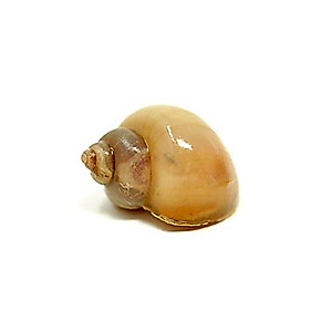 Aquatic Arts 1 Live Ivory Mystery Snail | Freshwater Aquarium Control / Glass Clearer | Safe in Tetra / Guppy / Betta Fish Tanks | Tank Decor