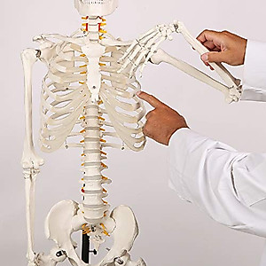 Axis Scientific Classic Human Skeleton with Study, Numbering Guide, and Hanging Stand