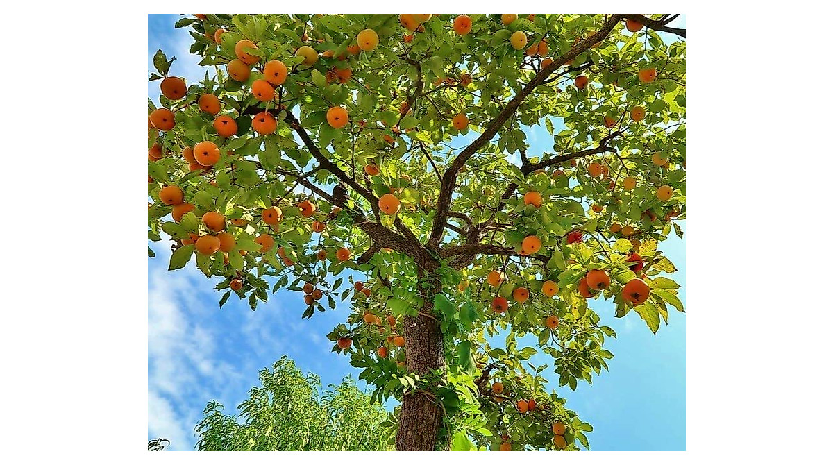 Grow Tasty American Persimmon Trees from Our Seedlings