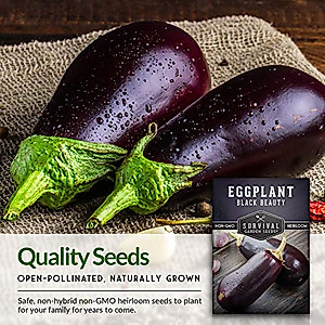 Survival Garden Seeds - Black Beauty Eggplant Seed for Planting - Packet with Instructions to Plant and Grow Purple Aubergine Plants in Your Home Vegetable Garden - Non-GMO Heirloom Variety