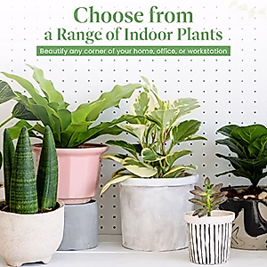 American Plant Exchange Snow & Summer Jasmine - Fragrant White Blooms, Climbing Vine, Ideal for Trellises, Gardens, and Patio Decor