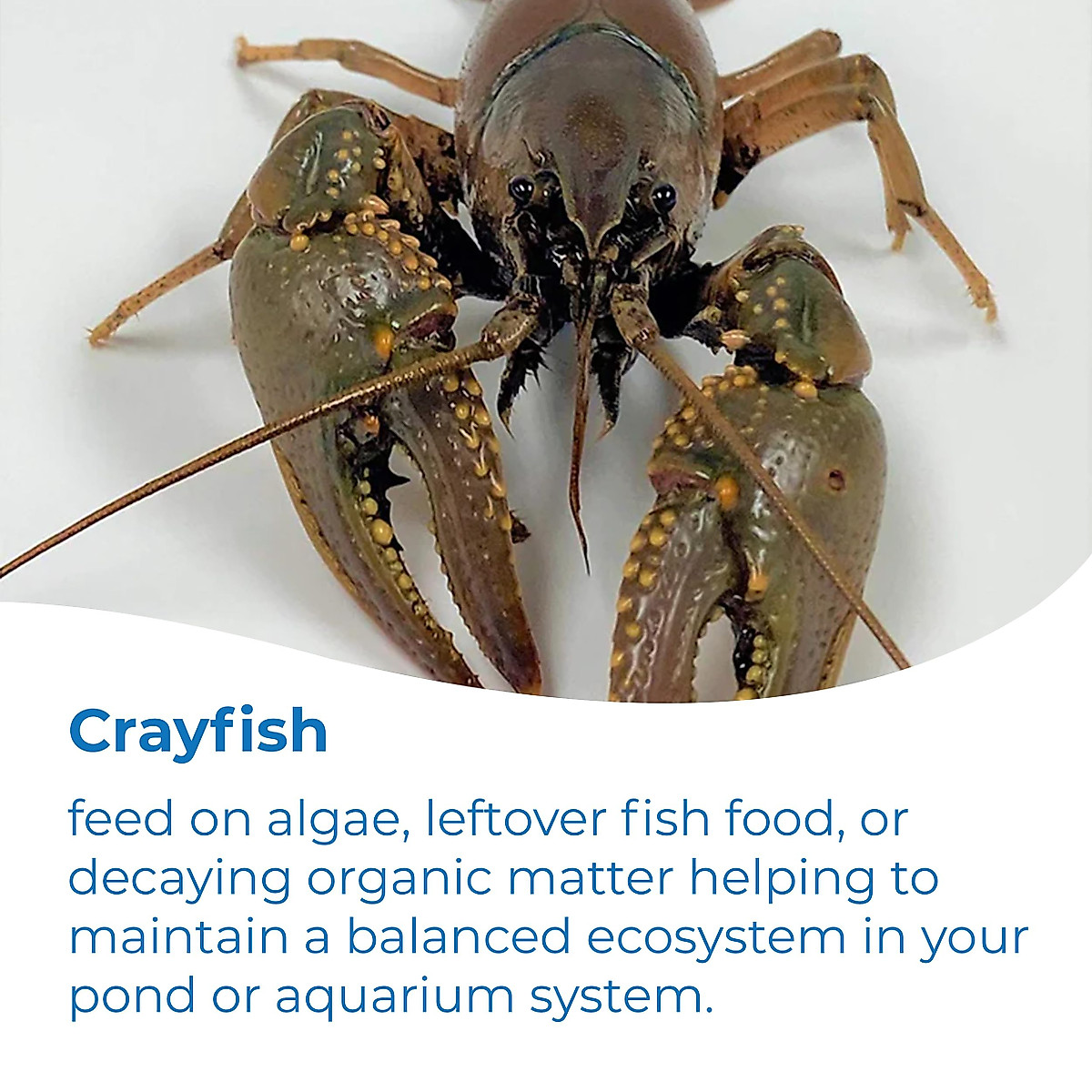 Toledo Goldfish Live Crayfish and Trapdoor Snail Combo, Live Ornamental Species Perfect for Ponds, Tanks or Aquariums - 5 of Each, 10 Total Count