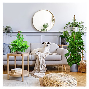 Moss Pole for Plants Monstera 111 Inch, 3 Pcs 20.5 Inch and 3 Pcs 16.5 Inch Moss Poles for Climbing Plants, Coco Coir Pole Plant Support Stakes for Indoor Climbing Plants Grow Upwards, Garden Ties Kit