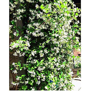 50pcs/Bag Climbing Jasmine Flower Seeds Fragrant Plant Four Seasons Evergreen Silver Jasmine Garden Balcony Climbing Flower