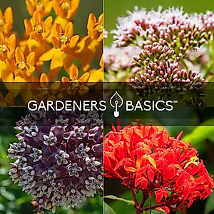 Milkweed Seeds For Monarch Butterflies (4 Variety Pack) Common, Showy, Butterfly and Rose Varieties Attracts Butterflies, Bees and Pollinators Heirloom Flower Seeds Wildflower Seed by Gardeners Basics