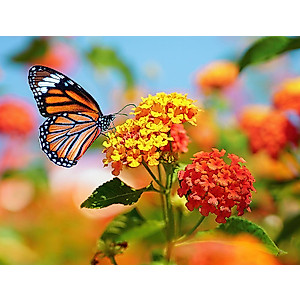 Blood Flower Milkweed Seeds - Food and Host Plant for Monarch Butterflies…