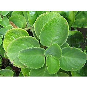 2 Cuban Oregano Plants Live Mexican Mint Spanish Thyme Rooted 5 to 7 Inches Vegetables Planting Ornaments Perennial Garden Ready to Grow Pot