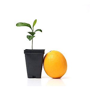 Meyer Lemon Tree Starter Plant. Citrus x meyeri. 3" - 5"